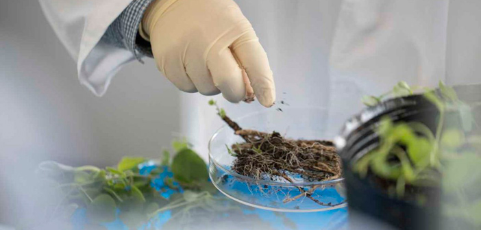 Amway lleva el cultivo de la cereza de Goji al siguiente nivel