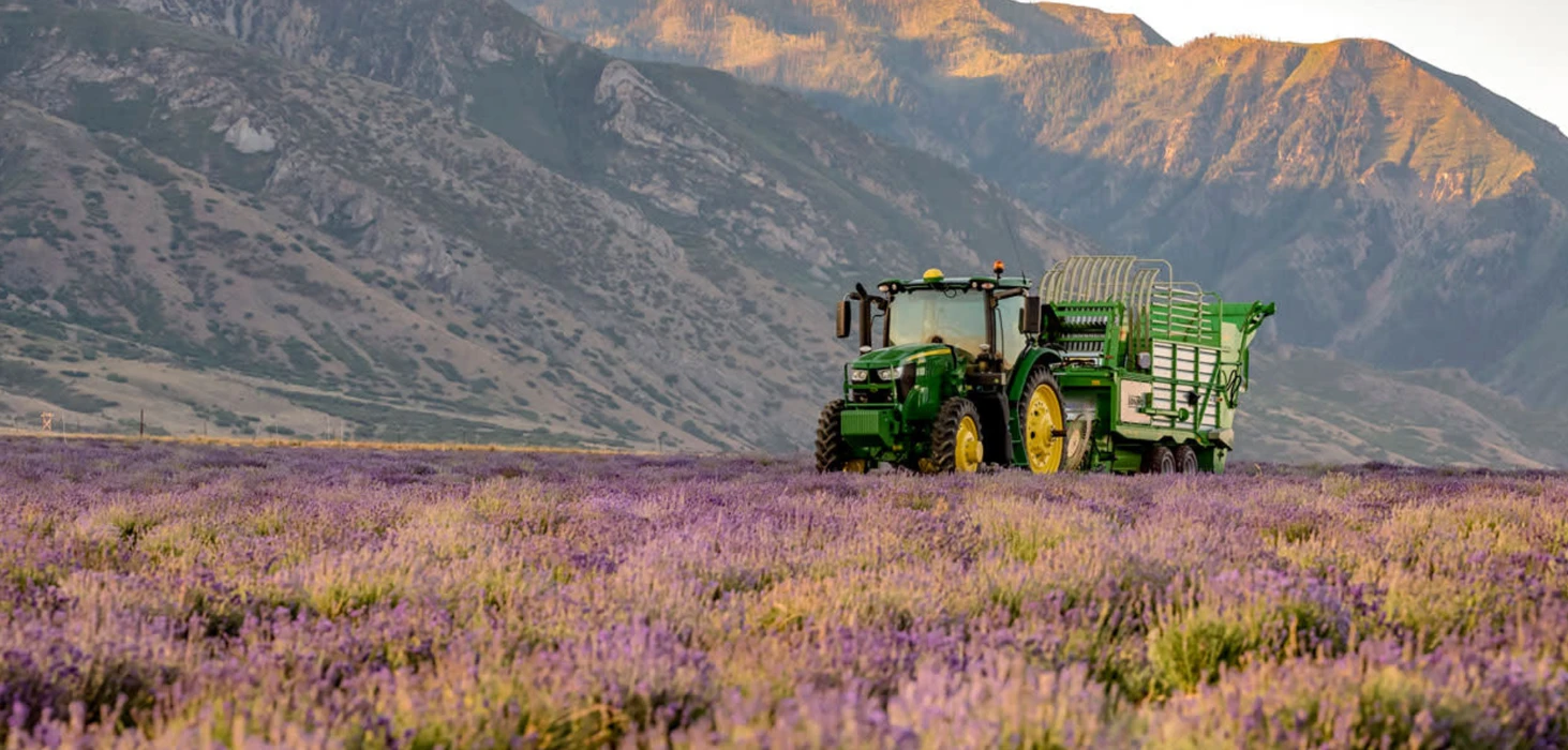La granja de lavanda de Young Living incluida en un estudio sobre la ...